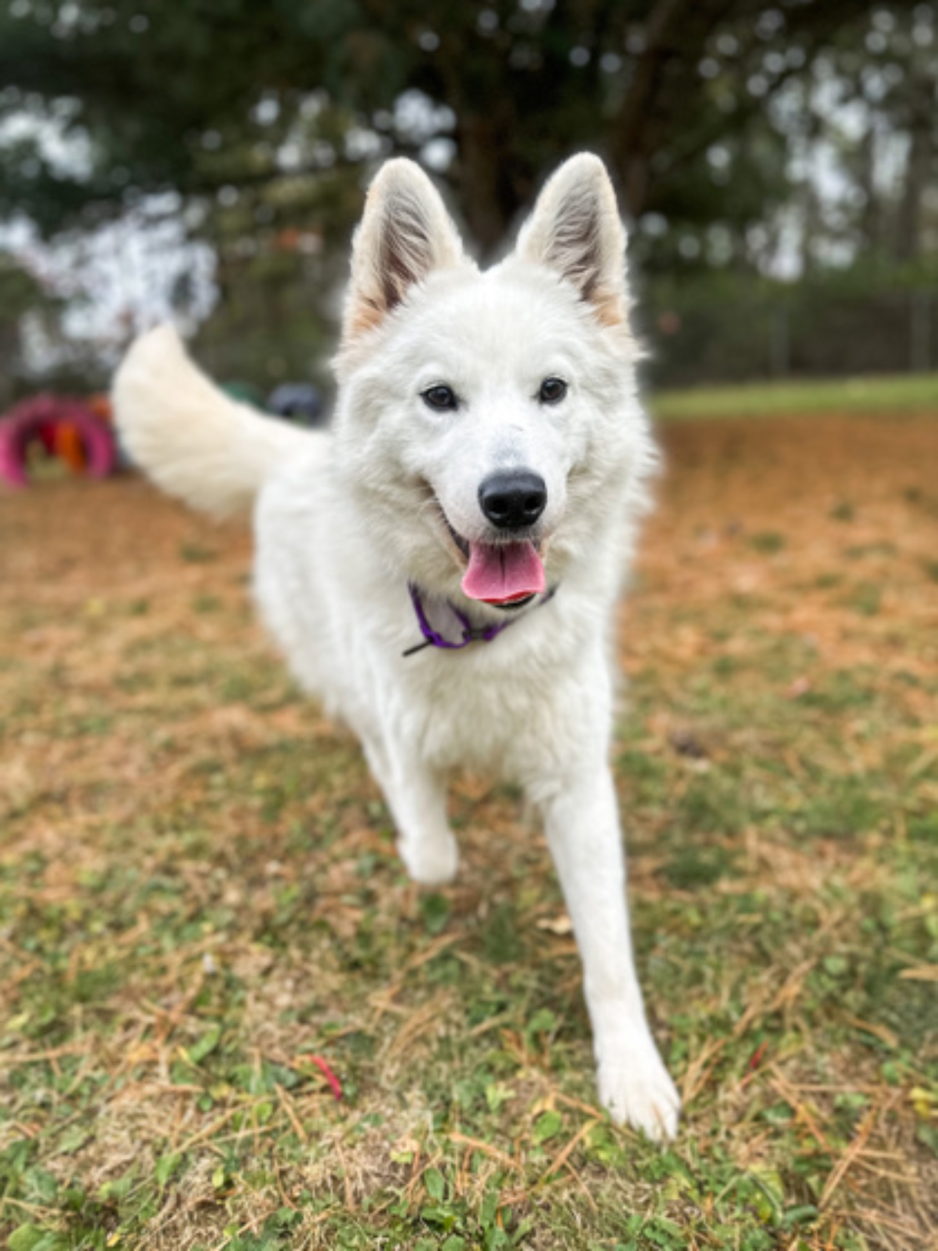 Samurai Is CCHS Pet Of Week | News, Sports, Jobs - Post Journal